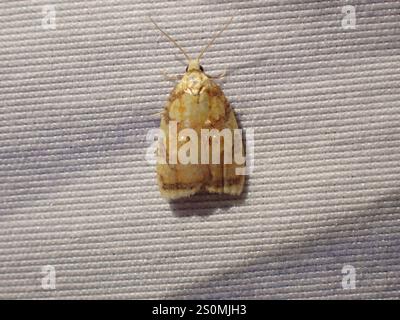 Red-edged Acleris Moth (Acleris albicomana Stock Photo - Alamy