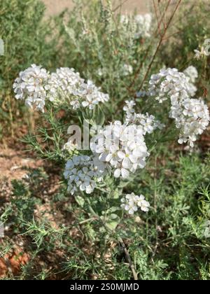 Palmer's Spectaclepod, Dimorphocarpa candicans Stock Photo - Alamy
