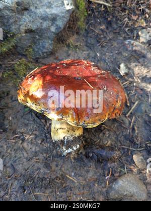 Ruby Porcini (Boletus rubriceps Stock Photo - Alamy