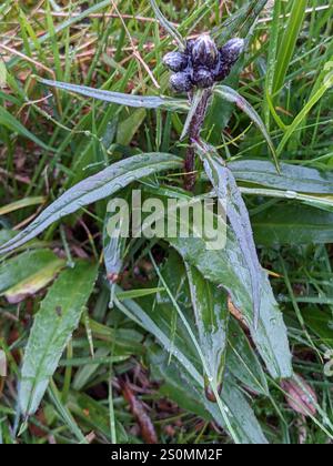 Alpine Saw-wort (Saussurea alpina Stock Photo - Alamy