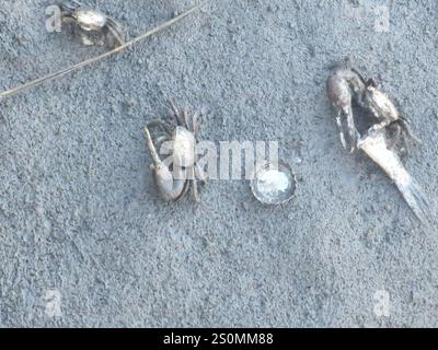Common Mullets (Mugil Stock Photo - Alamy