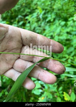 river wild rye (Elymus riparius) Plantae Stock Photo - Alamy