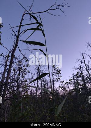 American common reed (Phragmites australis americanus Stock Photo - Alamy