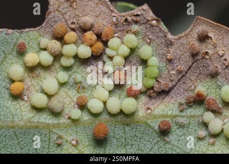 (Neuroterus saltatorius texanus Stock Photo - Alamy