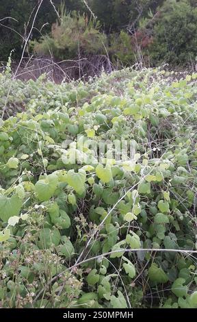 desert wild grape (Vitis girdiana Stock Photo - Alamy