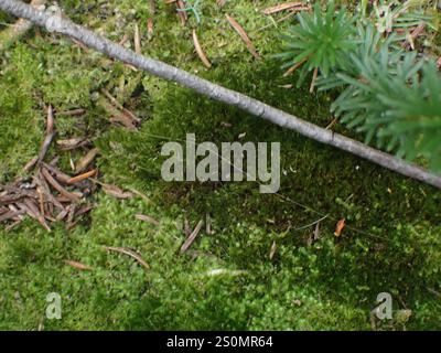 Curve-leaved Ditrichum (Ditrichum heteromallum Stock Photo - Alamy