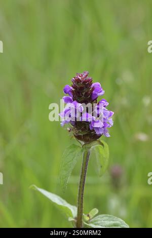 Prunella vulgaris flower in meadow, close up Stock Photo - Alamy