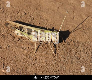 Oedaleus decorus - Handsome Cross Grasshopper - Kreuzschrecke, France ...