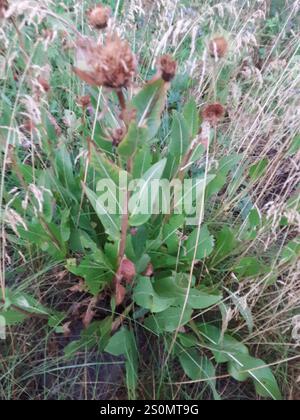 northern mule's ears (Wyethia amplexicaulis Stock Photo - Alamy