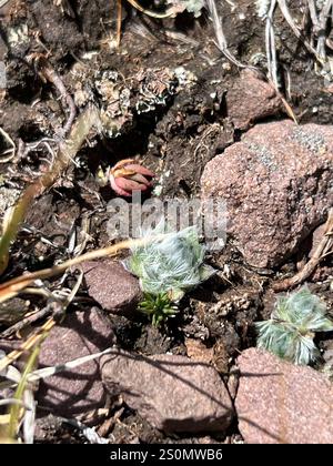 pale alpine forget-me-not (Eritrichium argenteum Stock Photo - Alamy