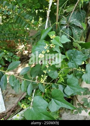 moonseed family (Menispermaceae Stock Photo - Alamy