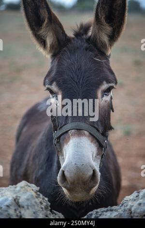 Donkey (Ase Balear) standing behind a natural stone wall, portrait ...