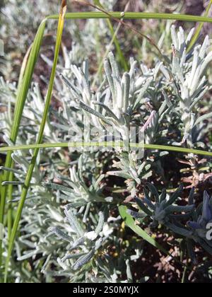 Coastal Daisy-Bush (Olearia axillaris Stock Photo - Alamy