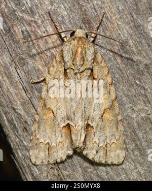 Ochre Dagger (Acronicta morula Stock Photo - Alamy
