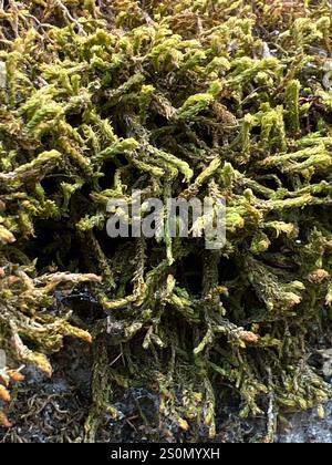 Rambling Tail-moss (Anomodon viticulosus), Plantae, Mill Lane Wood ...