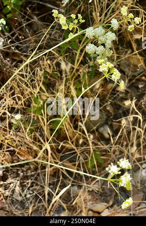 Kellogg's yampah (Perideridia kelloggii Stock Photo - Alamy