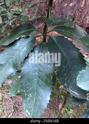 five finger (Pseudopanax arboreus Stock Photo - Alamy