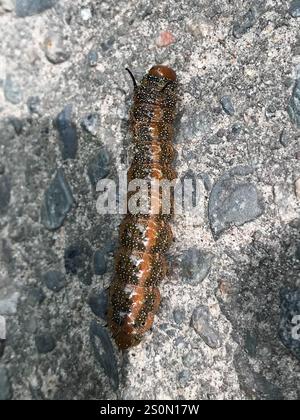 Pink-striped Oakworm Moth (Anisota virginiensis Stock Photo - Alamy