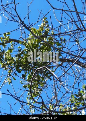 oak mistletoe (Phoradendron villosum Stock Photo - Alamy