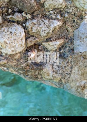 Mediterranean Limpet (Patella caerulea Stock Photo - Alamy