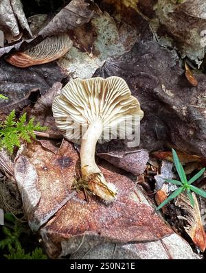 Gray Milkcap (Lactarius griseus Stock Photo - Alamy