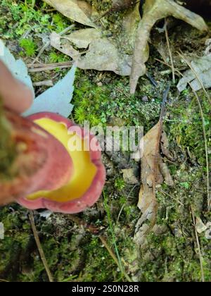 two-colored bolete (Baorangia bicolor) Fungi Stock Photo - Alamy