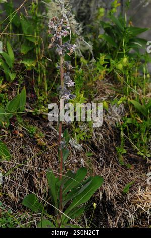 purple rattlesnake root (Nabalus racemosus) Plantae Stock Photo - Alamy