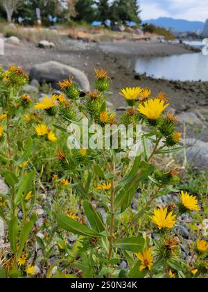 Oregon Gumplant (Grindelia stricta Stock Photo - Alamy