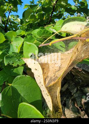 Redbud Leaffolder Moth (Fascista cercerisella Stock Photo - Alamy