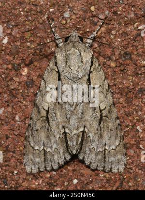 Greater Oak Dagger (Acronicta lobeliae Stock Photo - Alamy