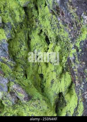 gold dust lichen (Chrysothrix candelaris Stock Photo - Alamy