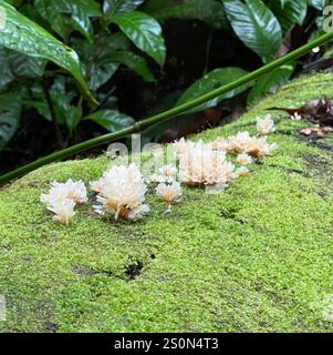 poretooth rosette (Irpex rosettiformis Stock Photo - Alamy