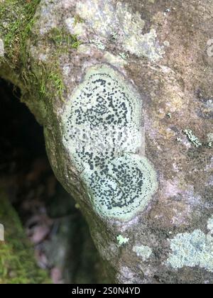 concentric boulder lichen (Porpidia crustulata) Fungi Stock Photo - Alamy