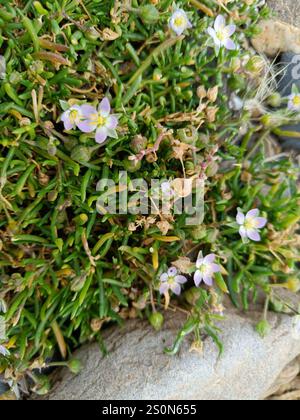 Greater Sea-spurry (Spergularia media Stock Photo - Alamy