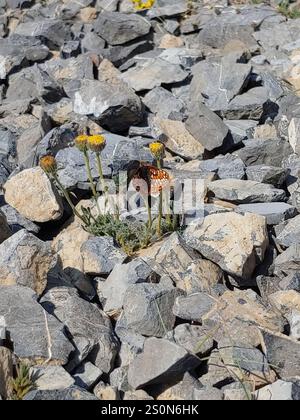 Hydaspe Fritillary (Argynnis hydaspe Stock Photo - Alamy
