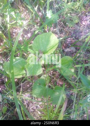 Broad-leaved Violet (Viola mirabilis Stock Photo - Alamy