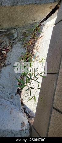 african sumac (Searsia lancea Stock Photo - Alamy
