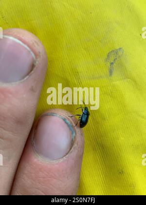 (Sehirus cinctus albonotatus Stock Photo - Alamy