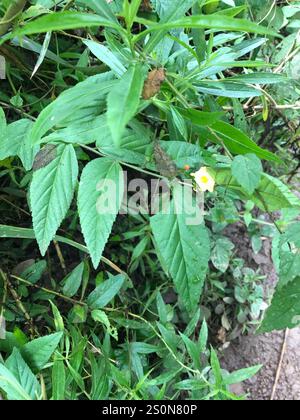 three-lobe false mallow (Malvastrum coromandelianum Stock Photo - Alamy