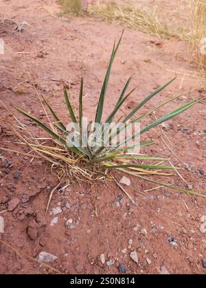 Narrowleaf Yucca (Yucca angustissima Stock Photo - Alamy