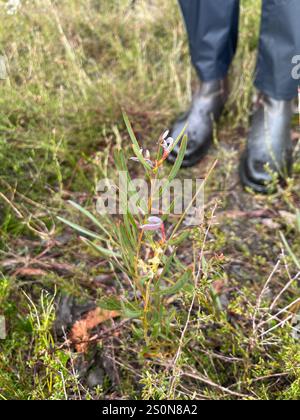 Sweet Wattle (Acacia suaveolens Stock Photo - Alamy