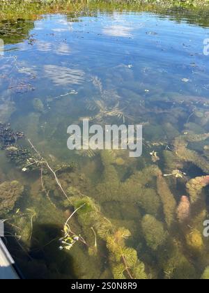 robbins' pondweed (Potamogeton robbinsii Stock Photo - Alamy