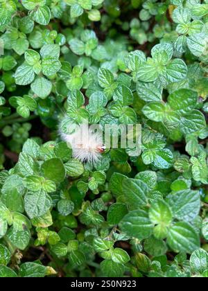 Edwards' Wasp Moth (Lymire edwardsii Stock Photo - Alamy