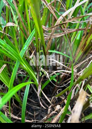 Frank's sedge (Carex frankii Stock Photo - Alamy