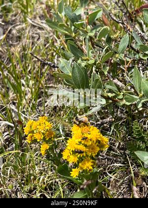 Great Basin Bumble Bee (Bombus centralis Stock Photo - Alamy