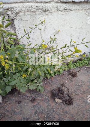 Bog Yellowcress (Rorippa palustris Stock Photo - Alamy