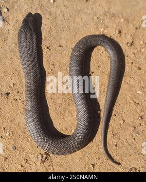 Blue-bellied Black Snake Stock Photo - Alamy