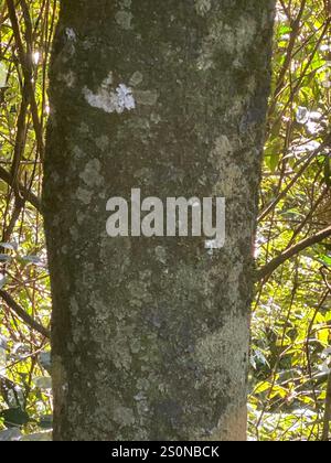 Australian Olive (Olea paniculata Stock Photo - Alamy