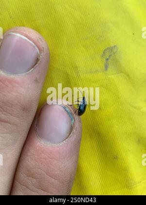 (Sehirus cinctus albonotatus Stock Photo - Alamy