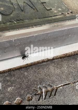 Black Caterpillar Hunter (Calosoma sayi Stock Photo - Alamy